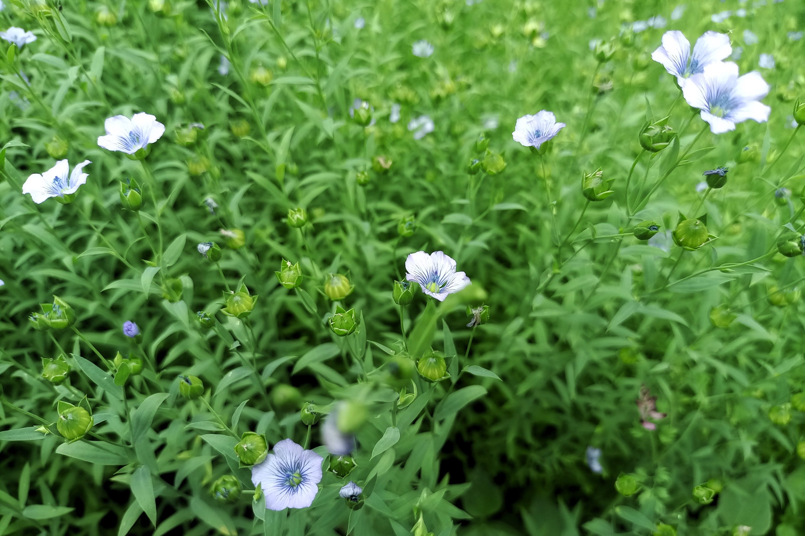 O Ciclo do Linho em exposição em Santo Tirso - Rádio No Ar